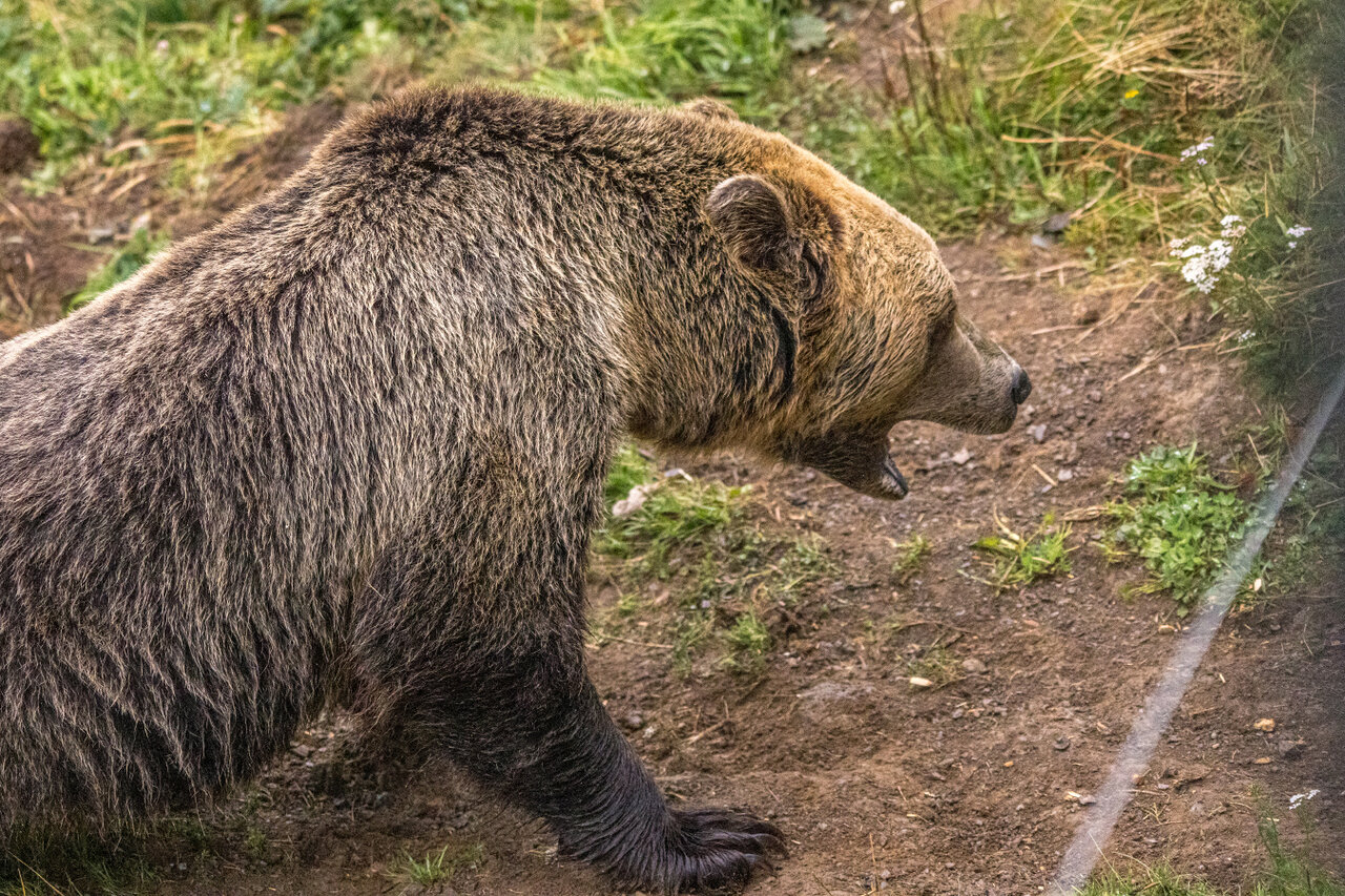 Getting to know bears | Holidays in Arosa | Switzerland