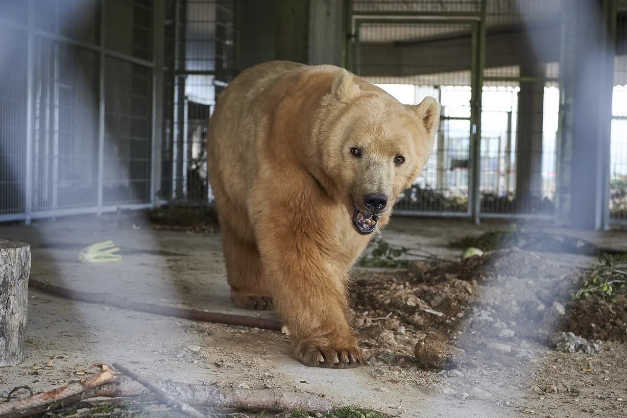 The Arosa Bear Sanctuary opens at the first weekend in August!