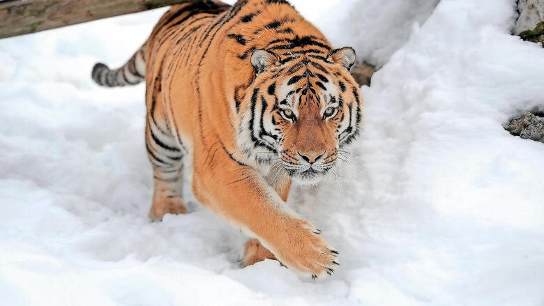 In Arosa soll es bald auch Tiger geben | Ferien in Arosa | Schweiz